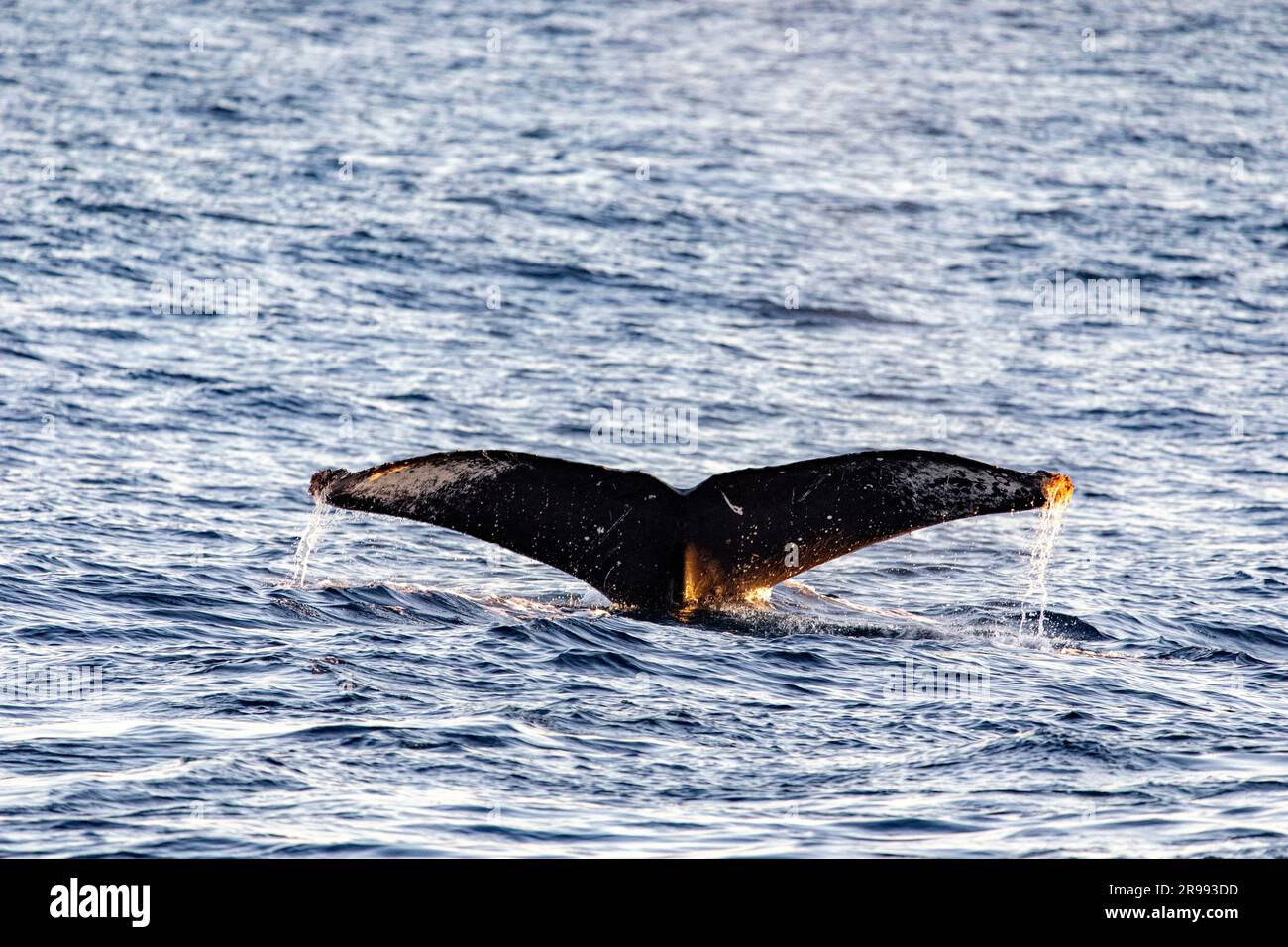 Whale tail diving in the deep sea near the Cape Saint Luke Arch in the ...