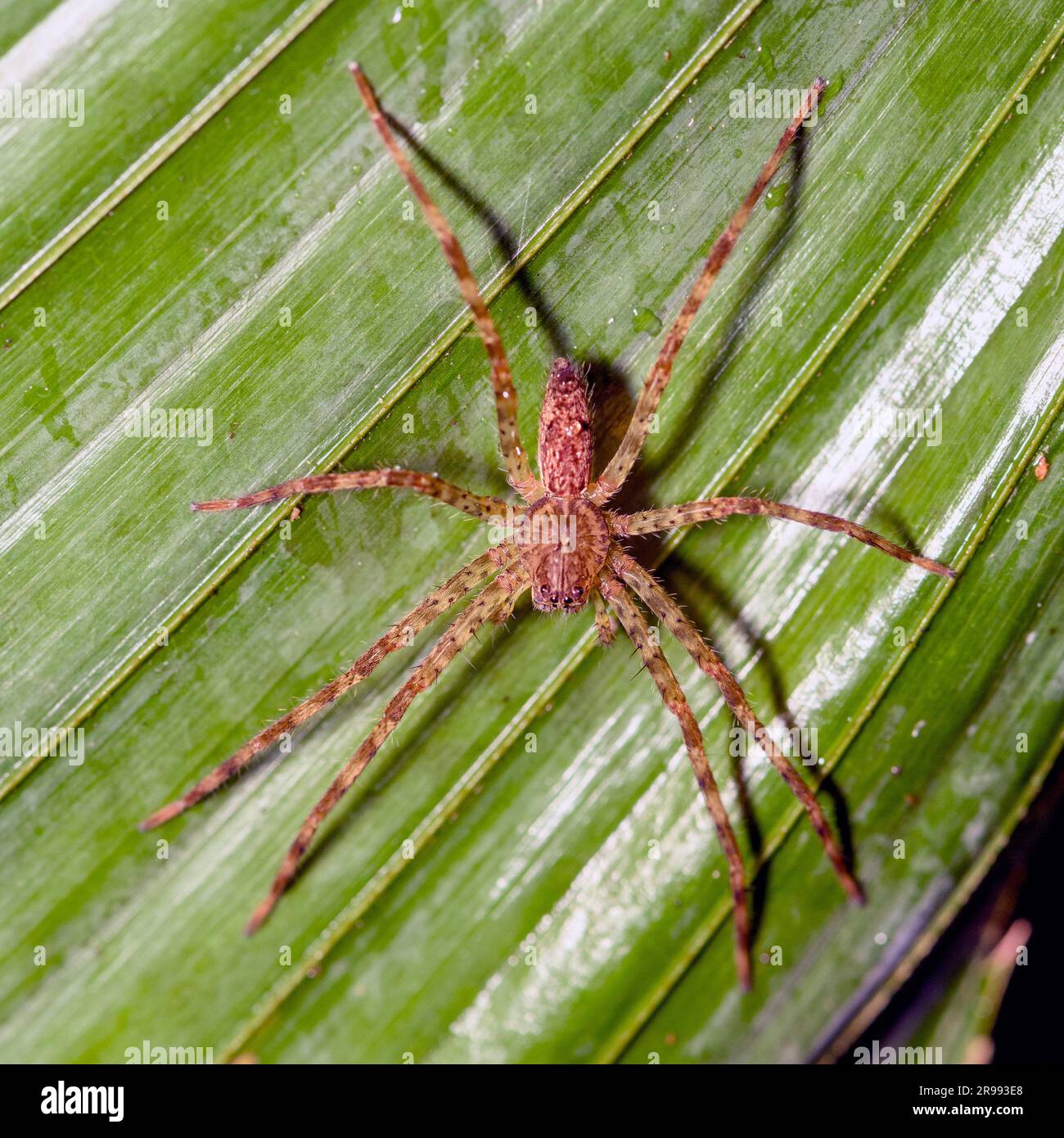 Huntsman spider (Heteropoda sp.?) from Las Arrieras, Sarapiqui, Costa ...