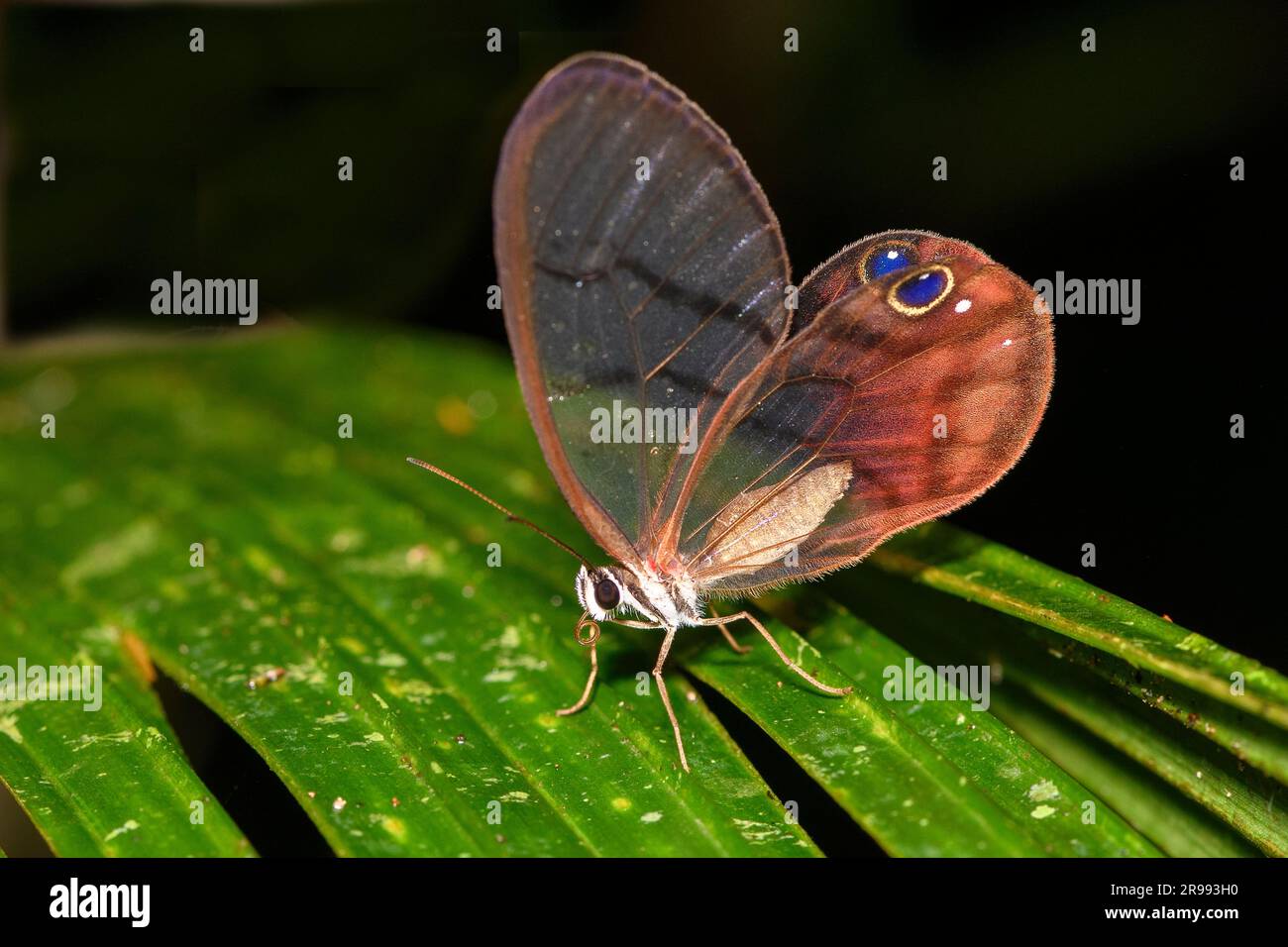 Blushing phantom (Cithaerias pireta) from Las Arrieras, Sarapirqui ...