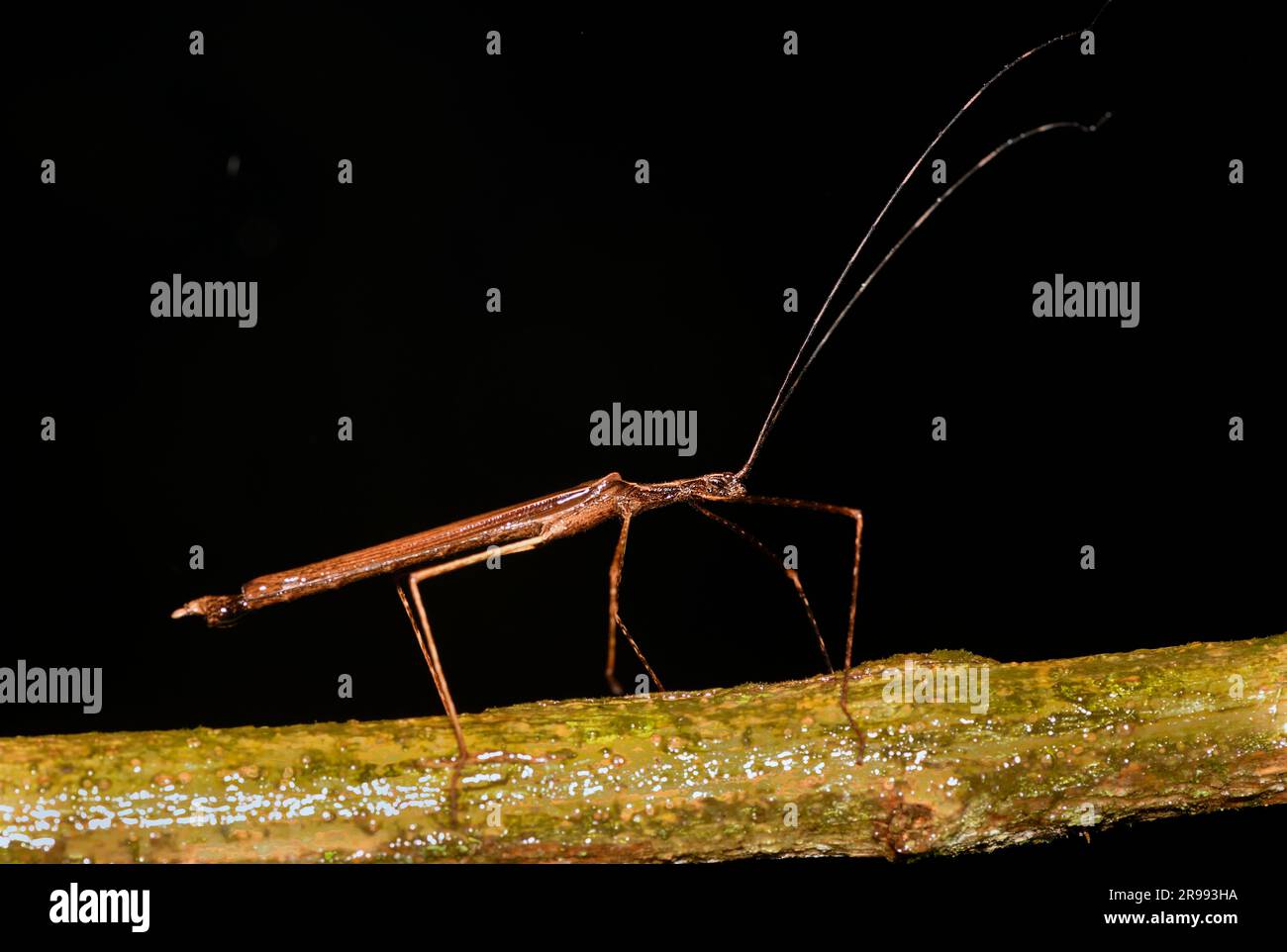 Unidentified stick insect (Order Phasmatodea) from Las Arrieras ...