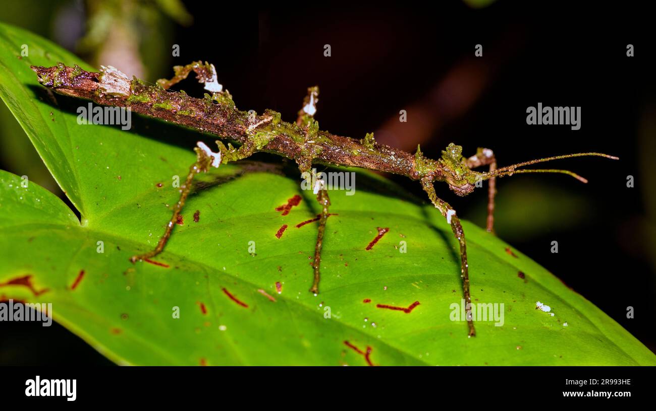 Insect walking stick order phasmatodea hi-res stock photography and ...