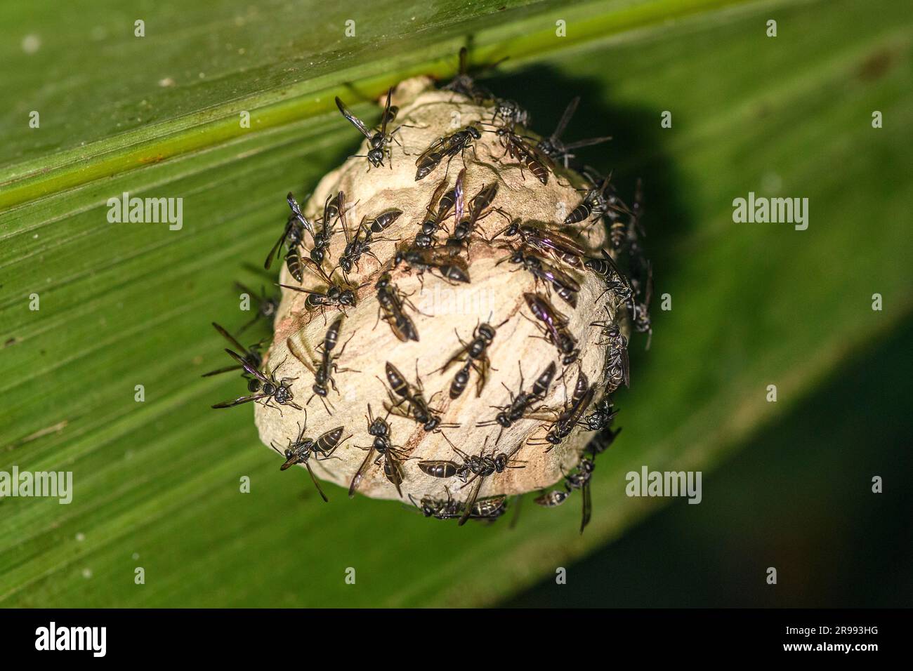 "CamoTI", swarm-founding eusocial wasps (Polybia occidentalis) from Las ...