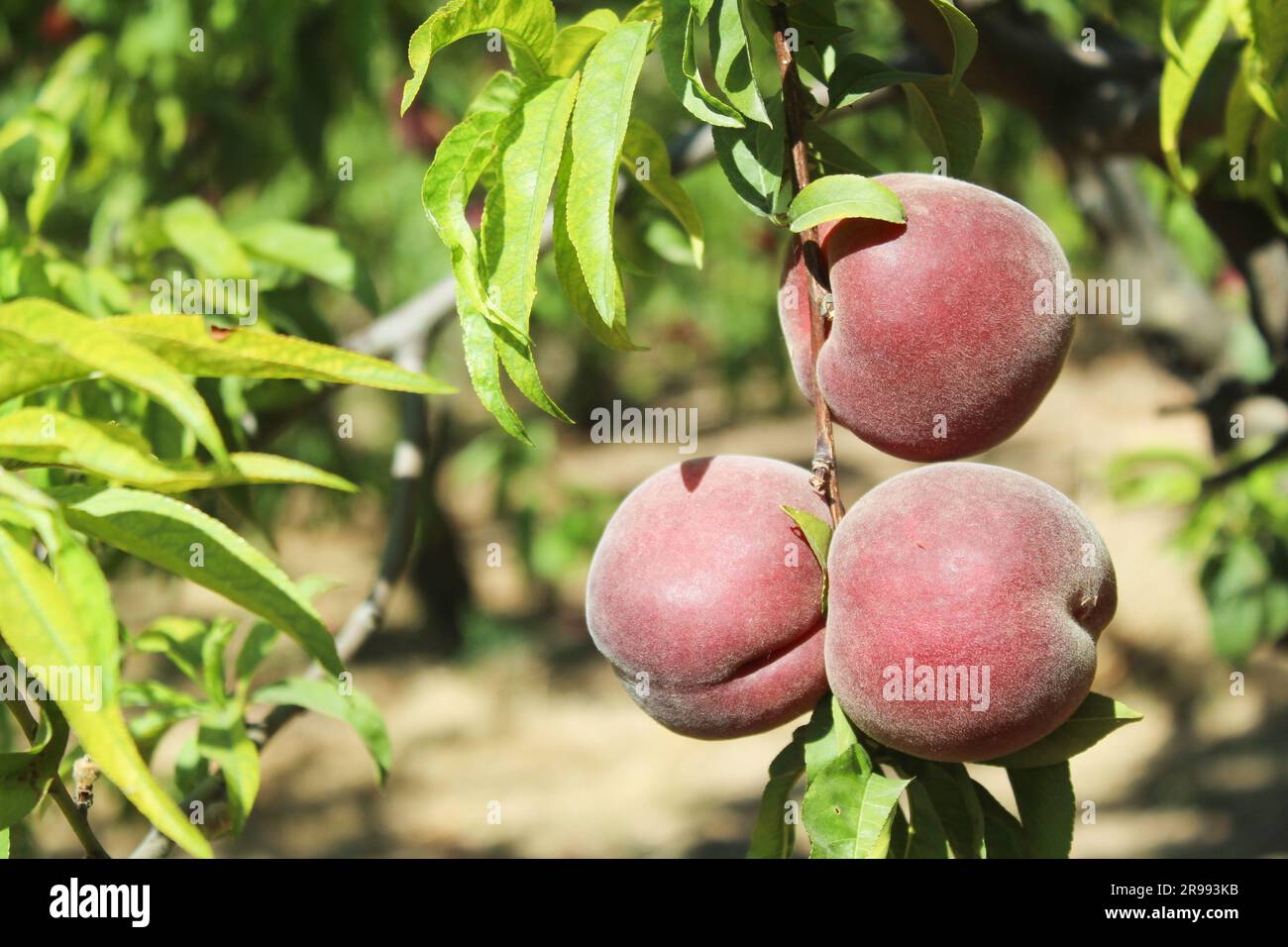 Peach orchard ripe hi-res stock photography and images - Alamy