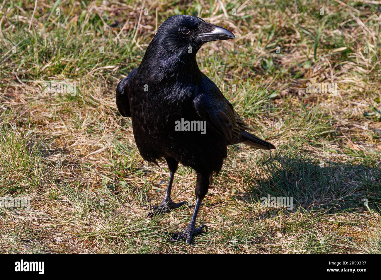 Portrait of crow hi-res stock photography and images - Alamy