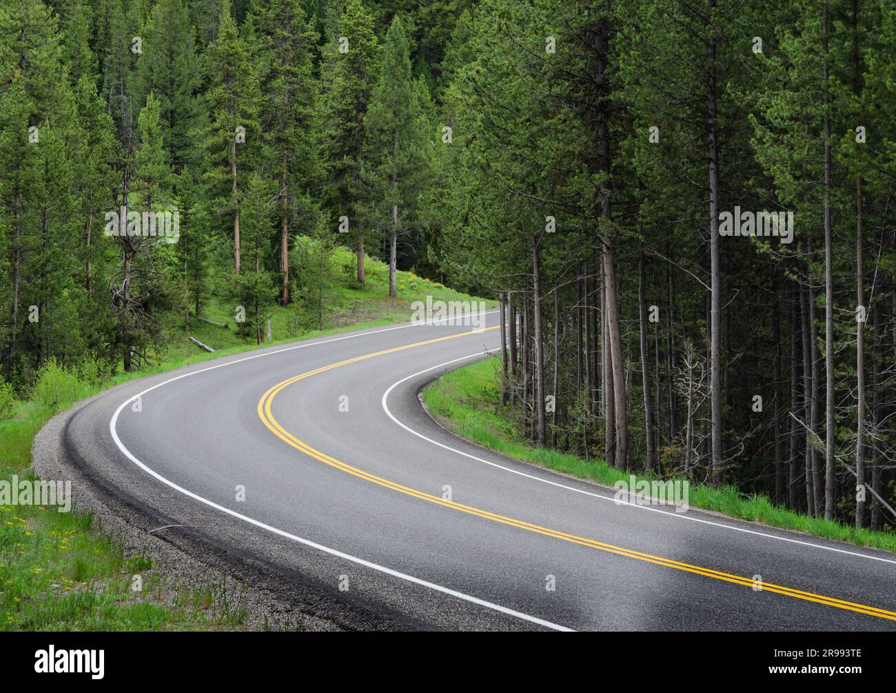 Scenic US Highway 191 and Lodgepole Pine forest, Grand Teton National ...