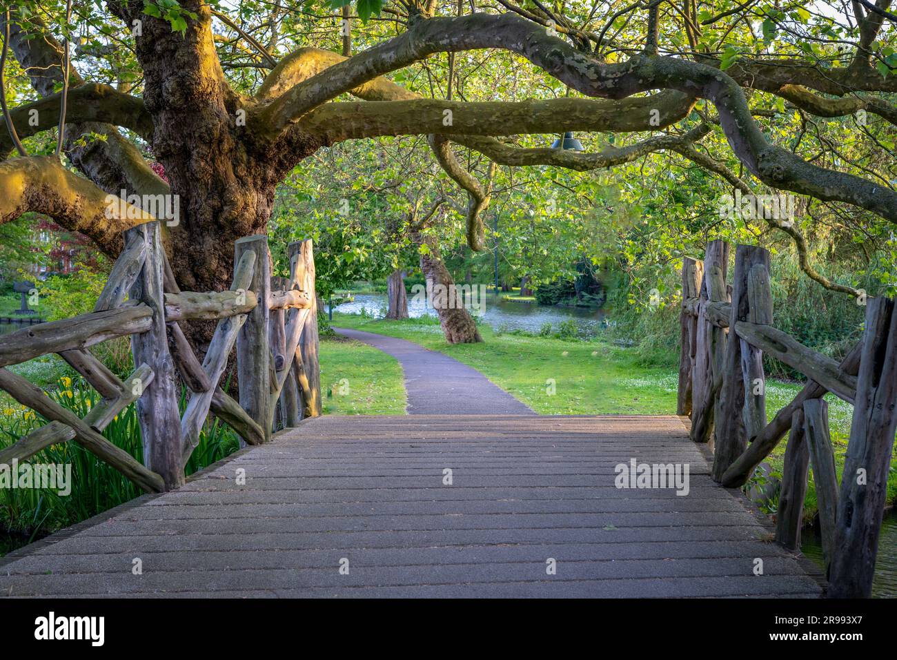Wooden walkway in a park with a tree in the foreground Stock Photo - Alamy