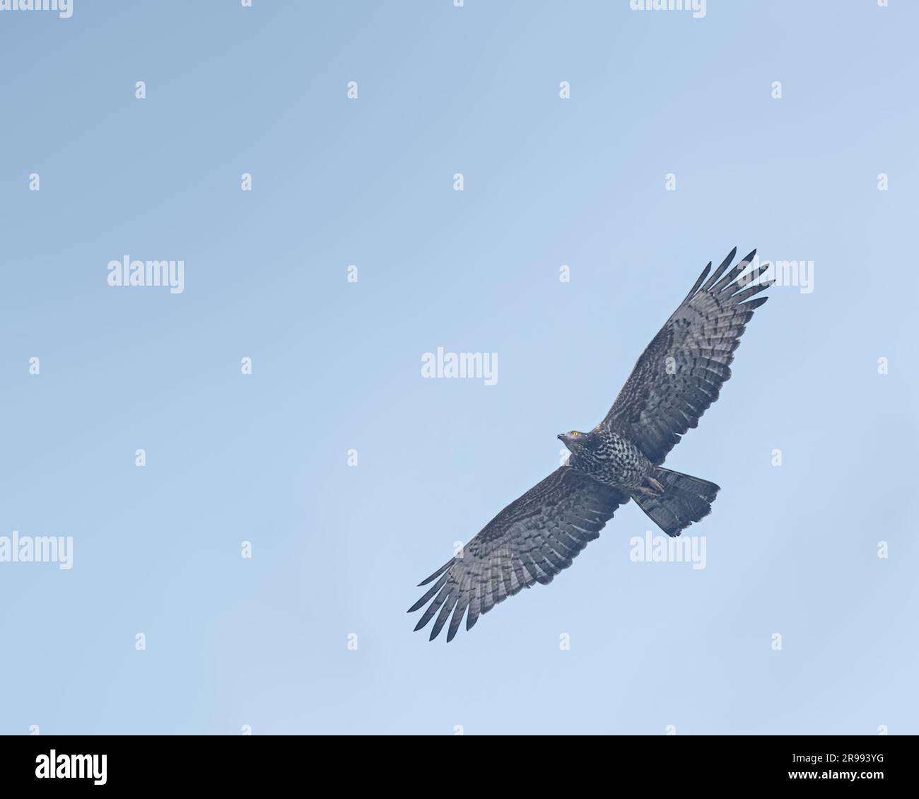 Blue and brown eye colours hi-res stock photography and images - Alamy