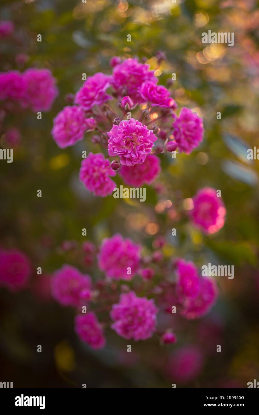 Beautifully colored flowers in full bloom, Czech Republic, Europe ...