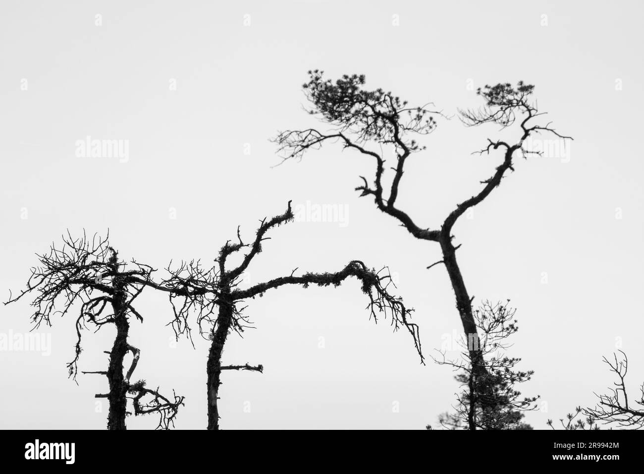 branchy swamp pine silhouettes against the sky, wood texture Stock ...