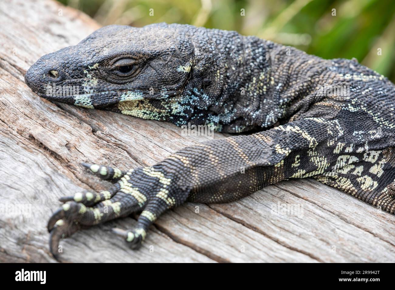 The lace monitor (Varanus varius) is a member of the monitor lizard ...