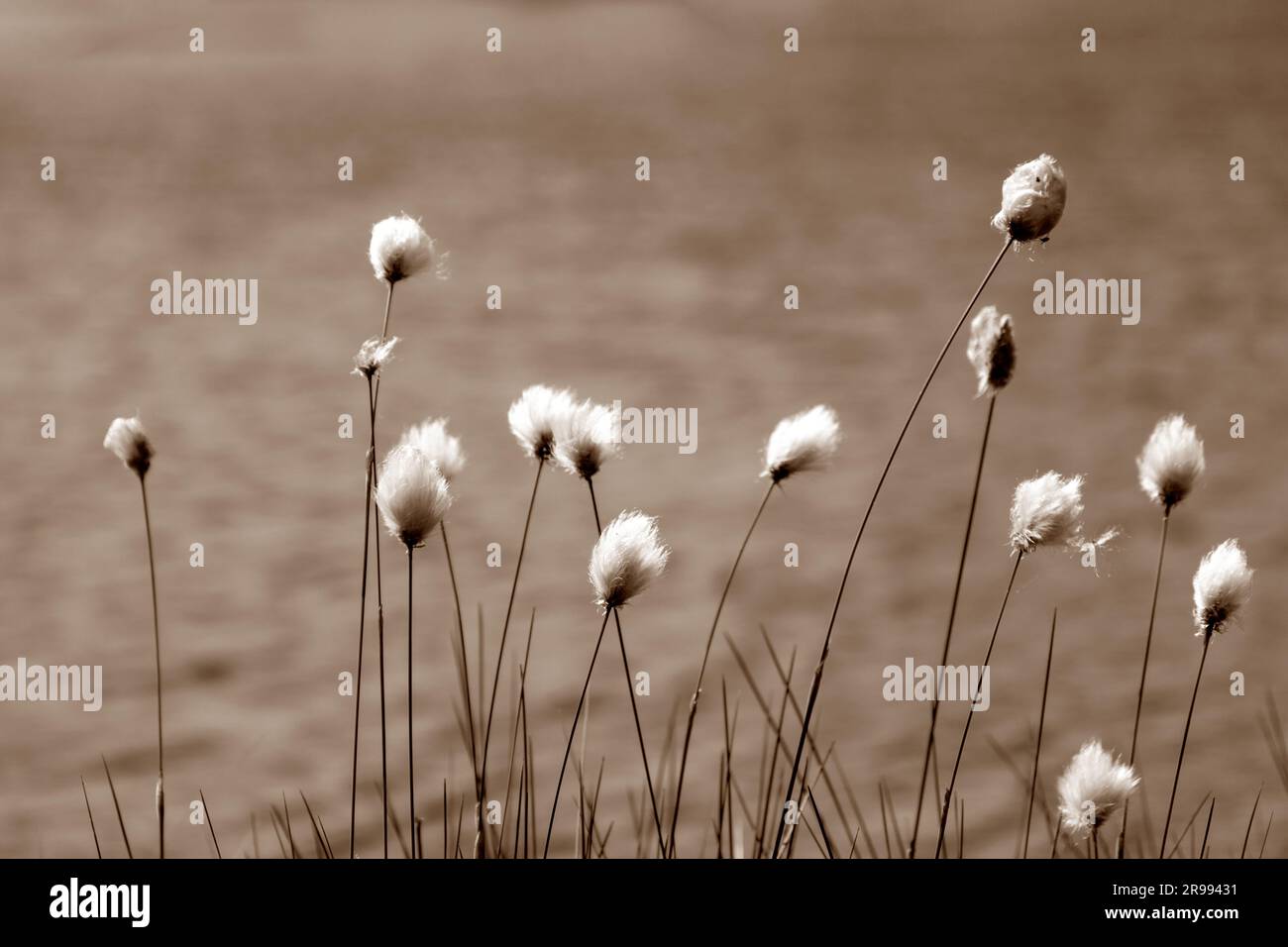 white cotton grass flowers in a marsh meadow blowing in the wind, marsh ...