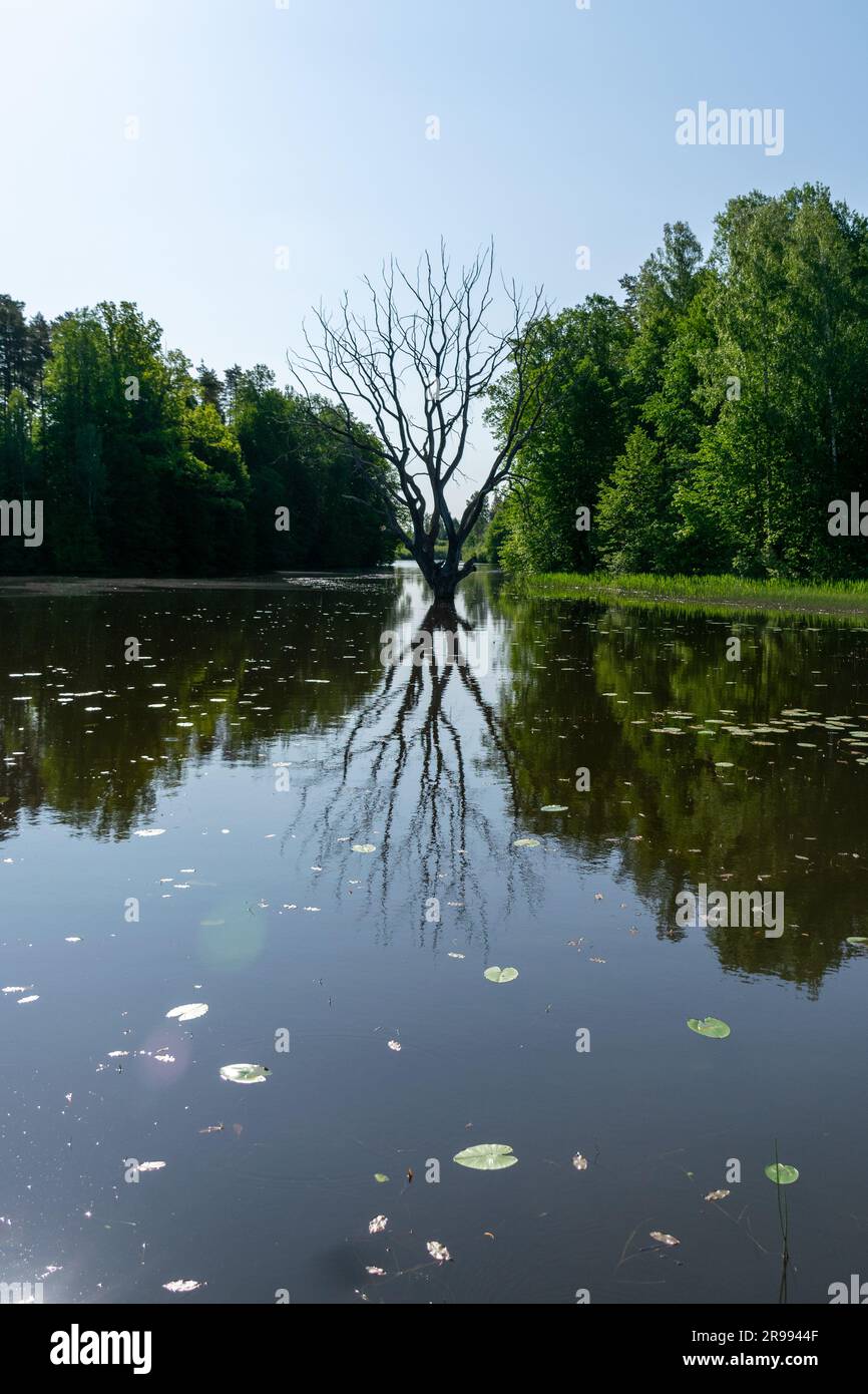 lonely old dead tree in the middle of the lake, bright spring landscape ...