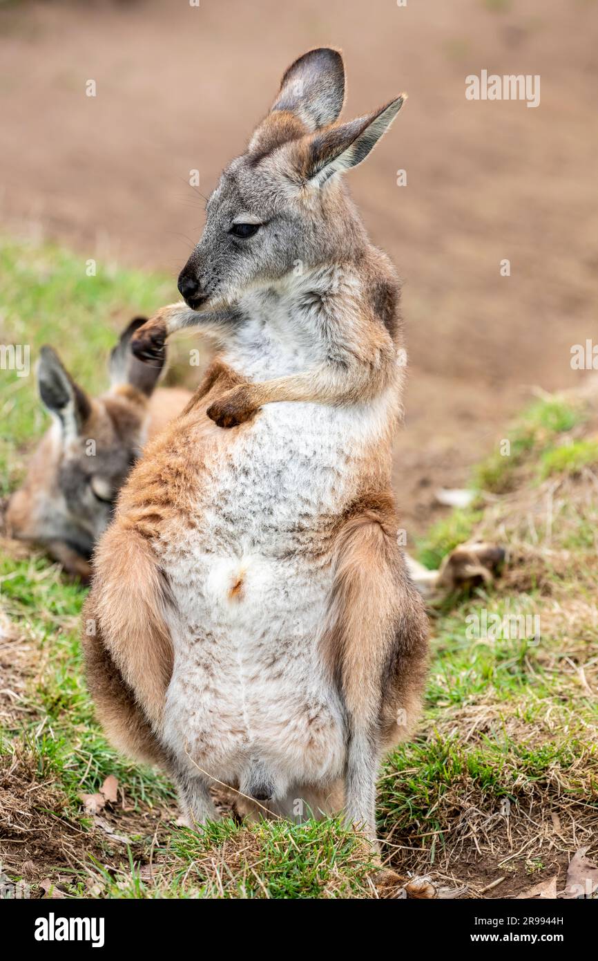 The red-necked wallaby (Notamacropus rufogriseus) is a medium-sized ...