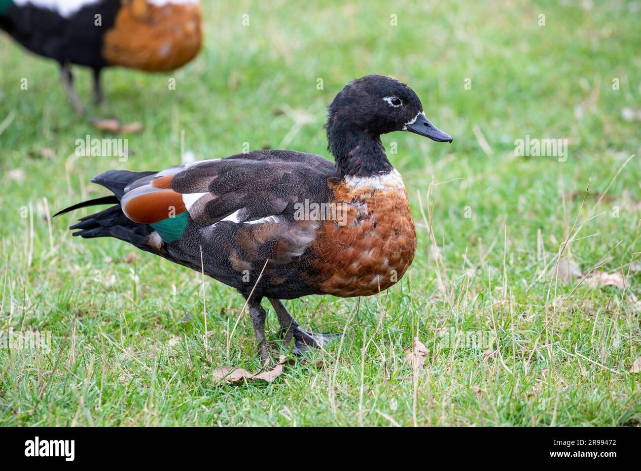 Large goose duck endemic hi-res stock photography and images - Alamy