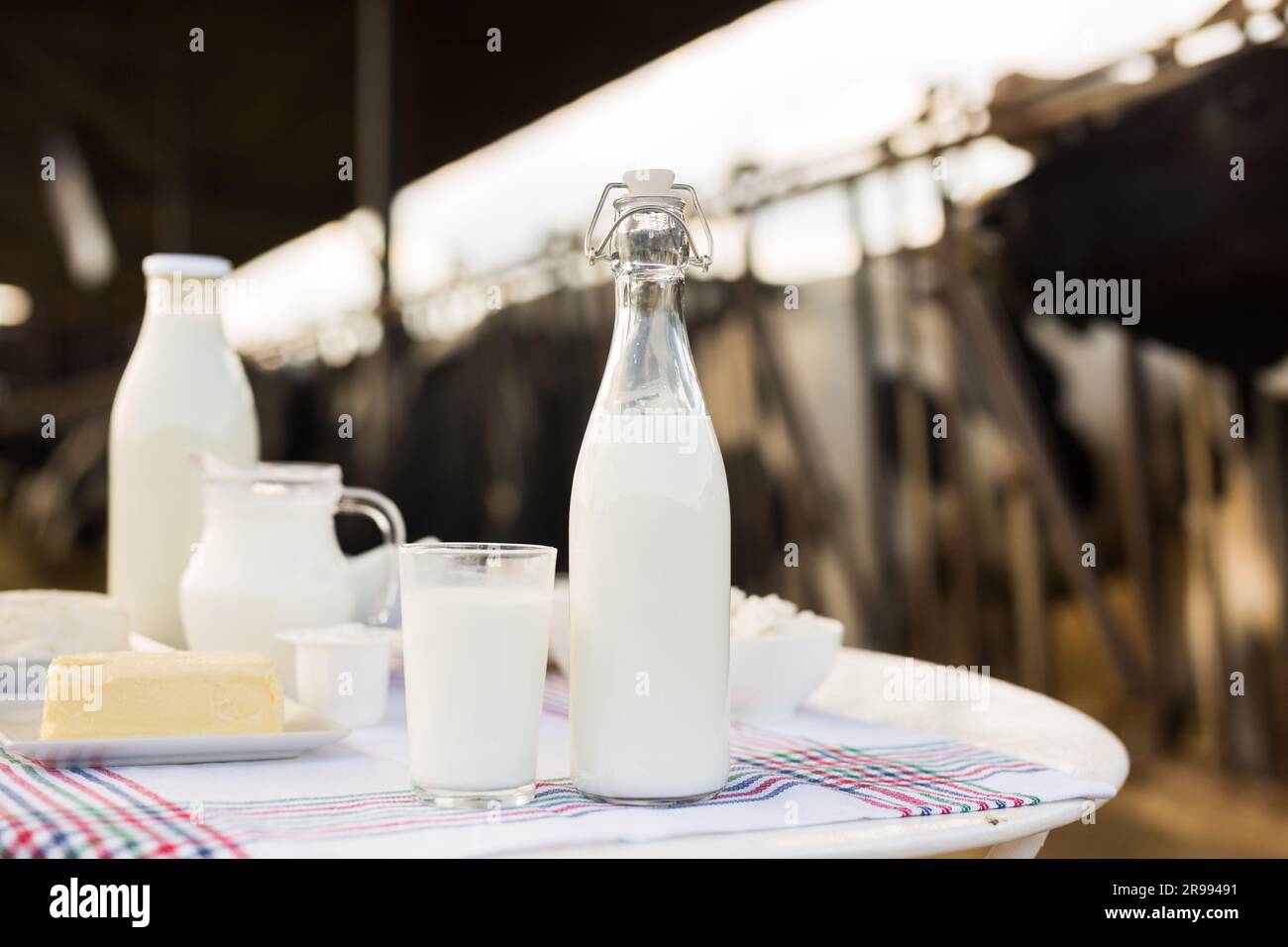 milk, cottage cheese, cream, cheese on table against background of cows ...