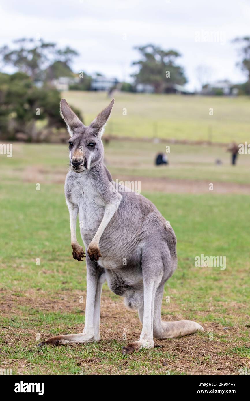 The Red kangaroo (Macropus rufus), which is the largest of all ...