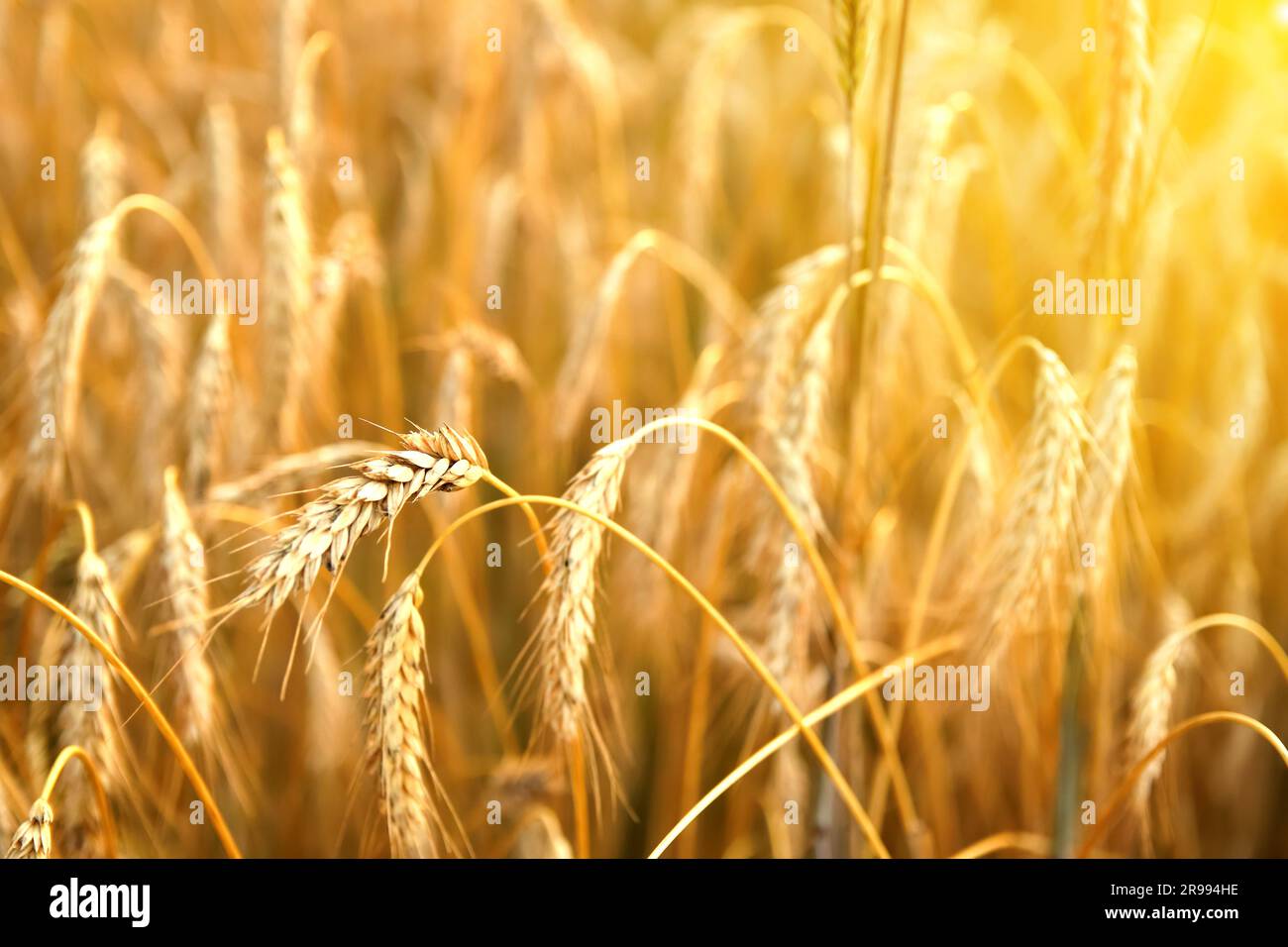 A captivating yellow wheat background design showcasing golden ...