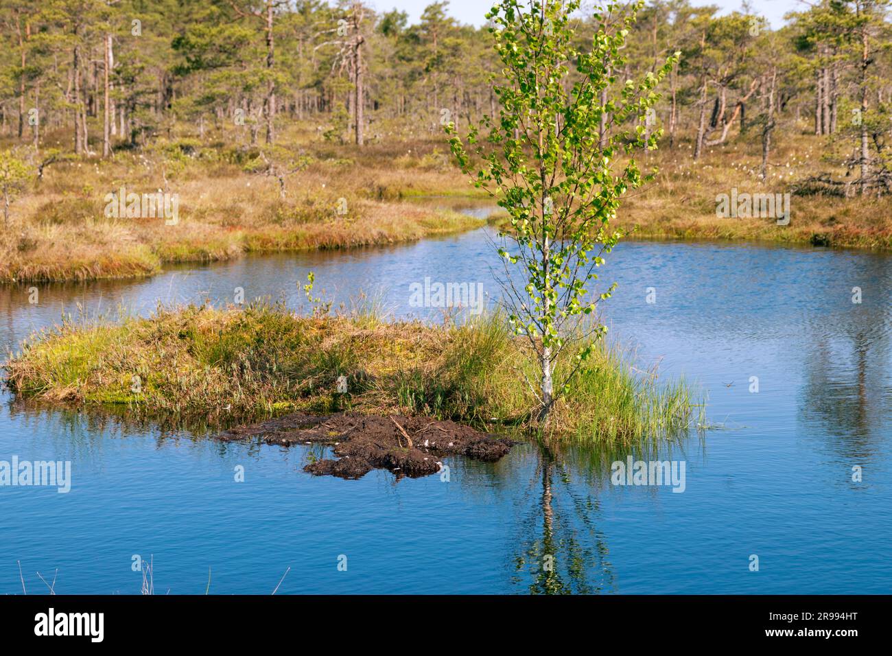 bog landscape, spring-colored bog vegetation, small bog lakes, islands ...