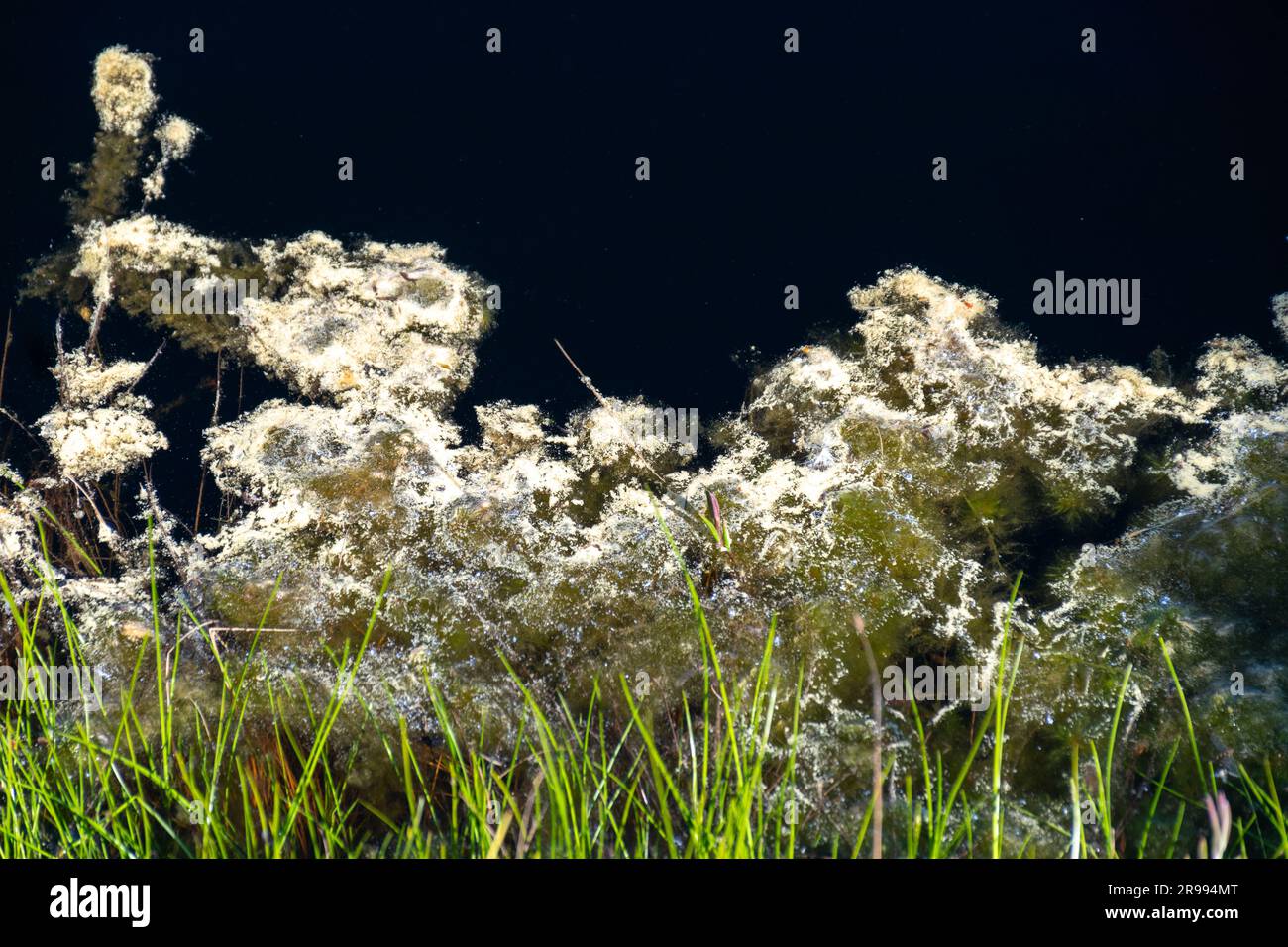 abstract texture of marsh grass and pollen in marsh lake, spring bloom ...