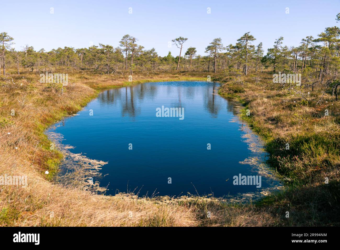 Bog grass and water pool, peat bog, peat bog during a period of great ...