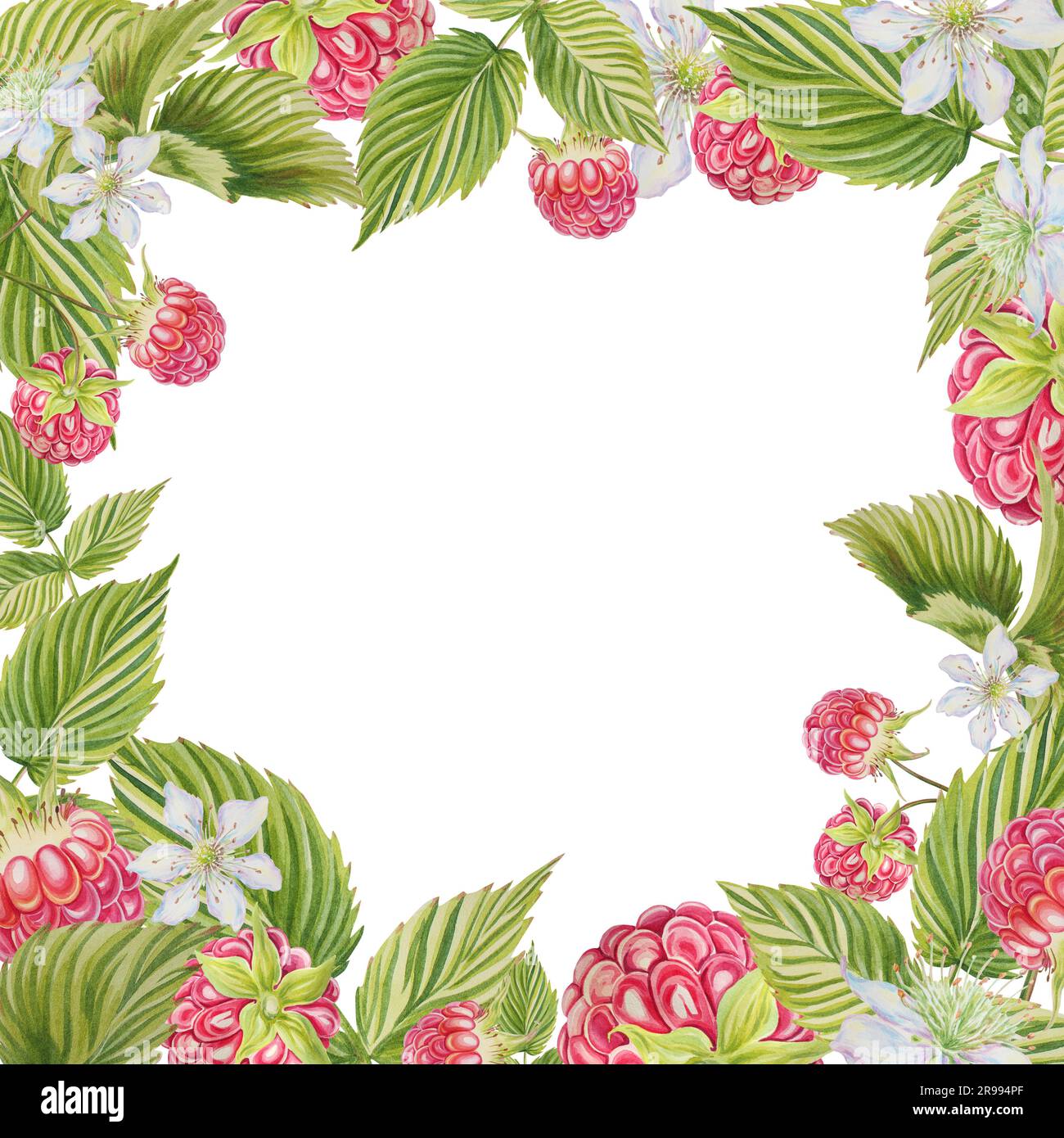 Crimson frame. Watercolor illustration on an isolated background ...