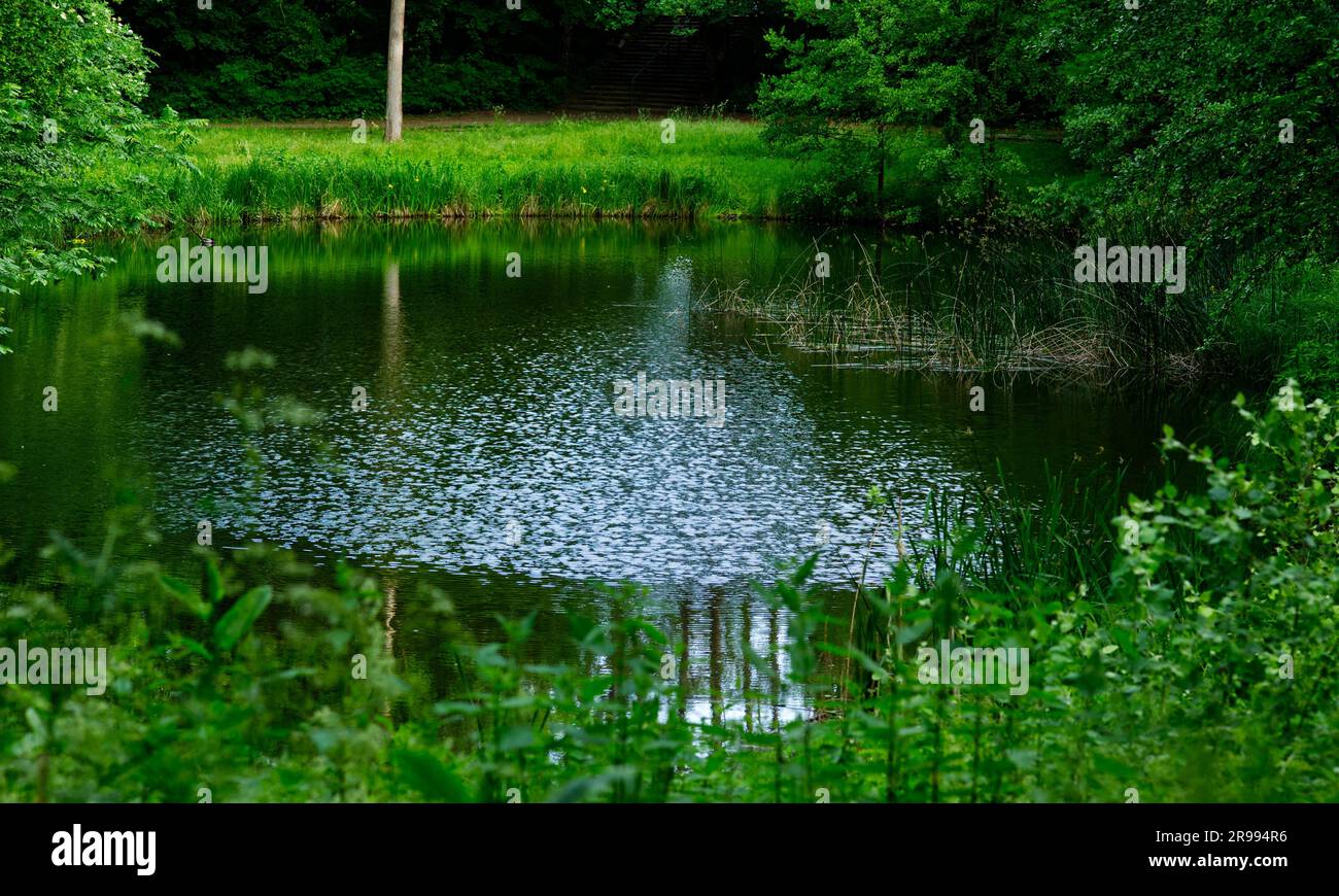 light reflecting wave pattern at the water surface of a pond (center ...