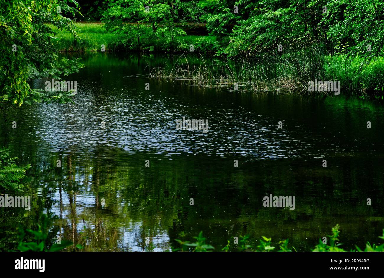light reflecting wave pattern at the water surface of a pond (left ...