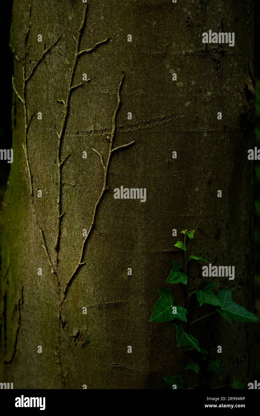 old and new tendrils of common ivy climbing up at the trunk of a tree ...