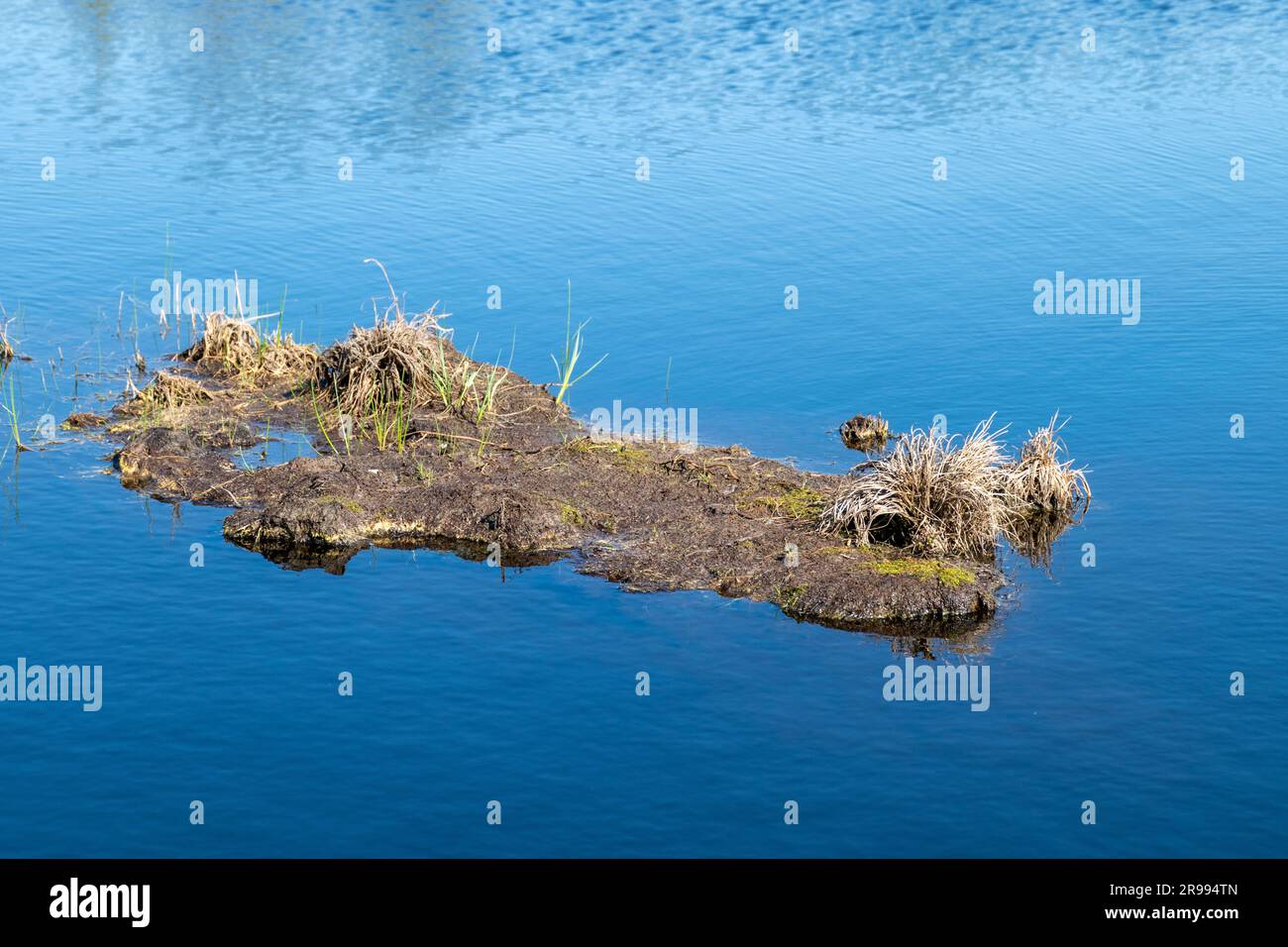Bog grass and water pool, peat bog, peat formation in bog lake Stock ...