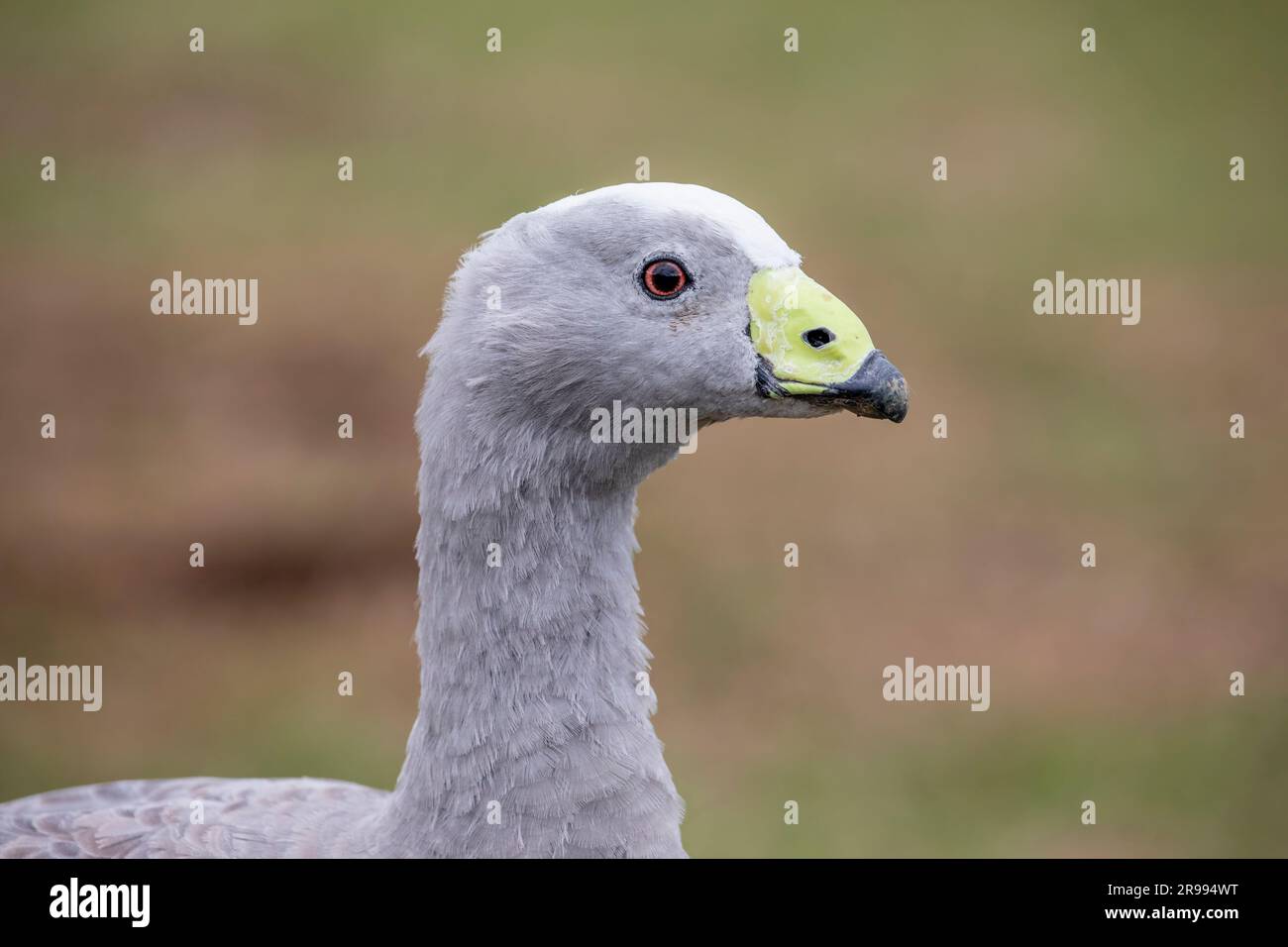 Australian duck species hi-res stock photography and images - Alamy