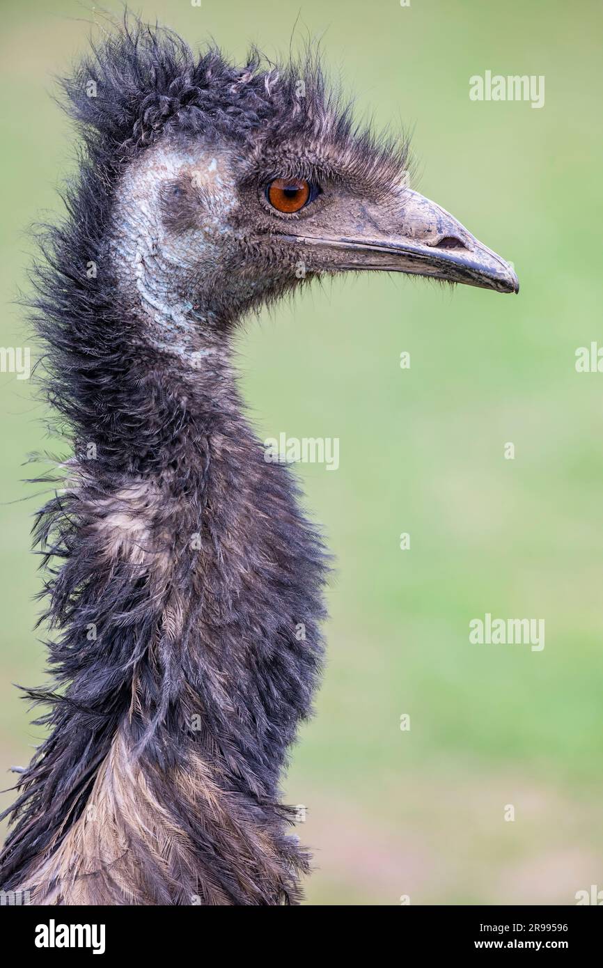 The emu (Dromaius novaehollandiae) is the second-largest living bird by ...