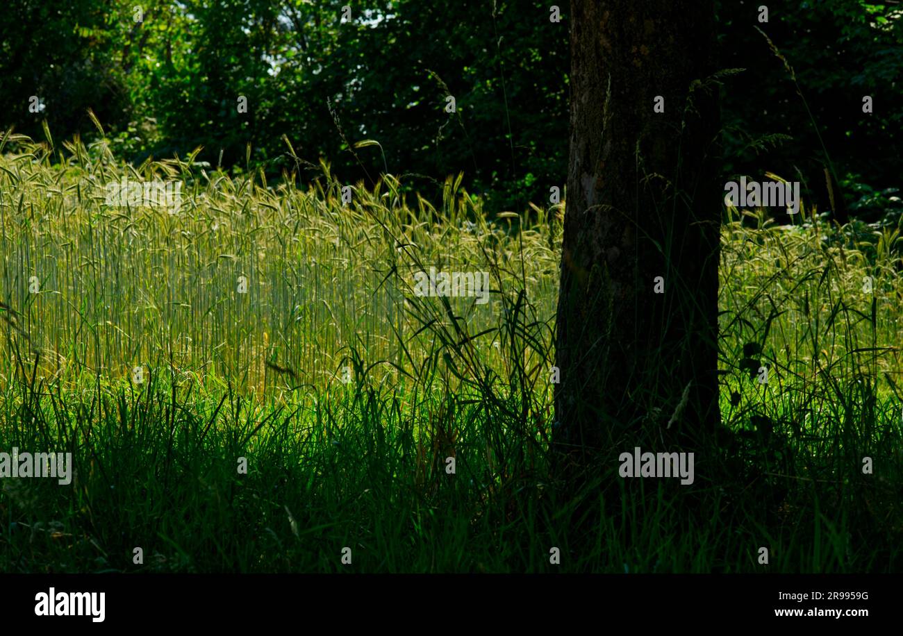 grain field in sunlight behind the shady trunk of a tree (worm's-eye ...