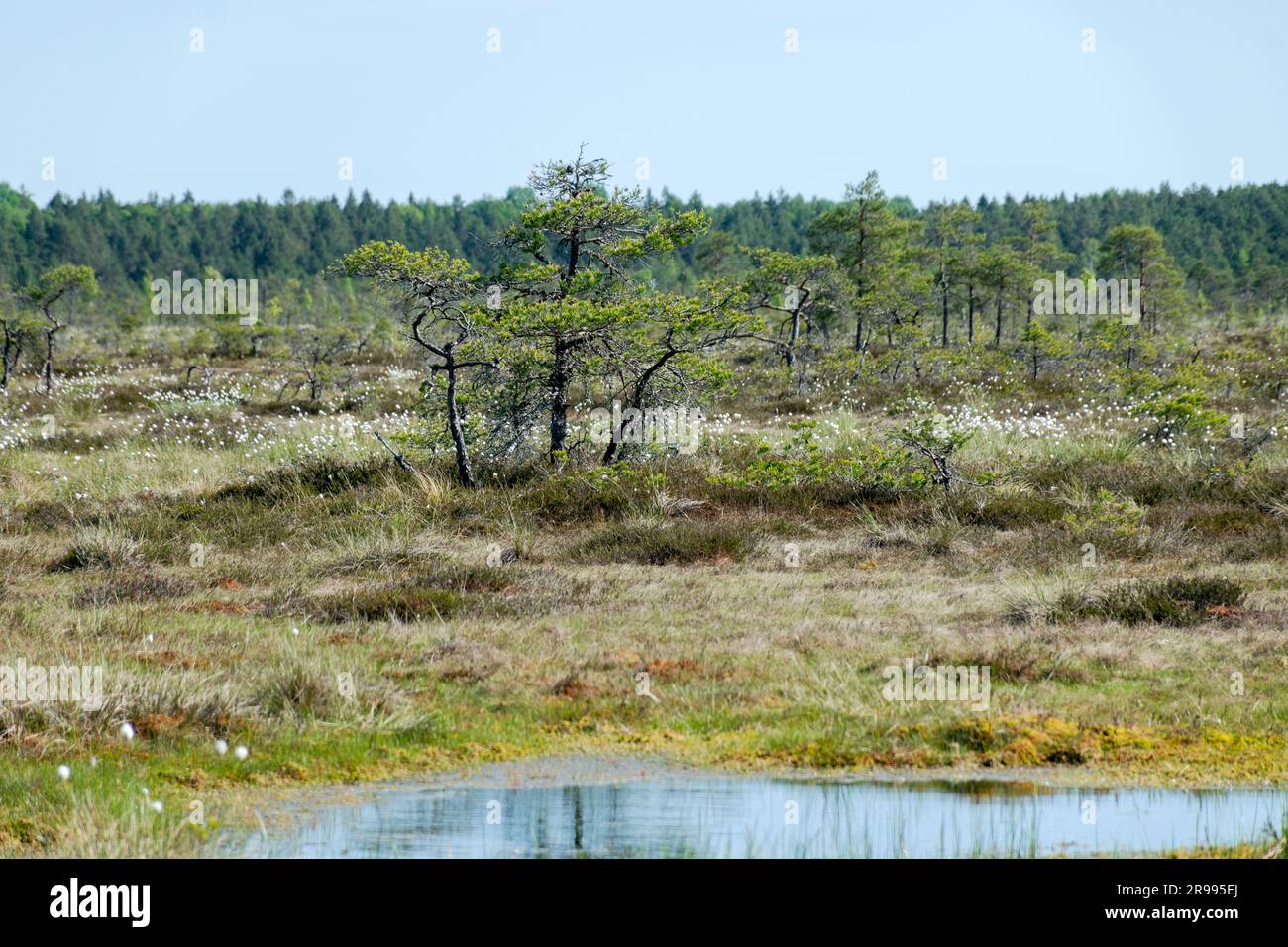 bog landscape, spring-colored bog vegetation, small bog lakes, islands ...