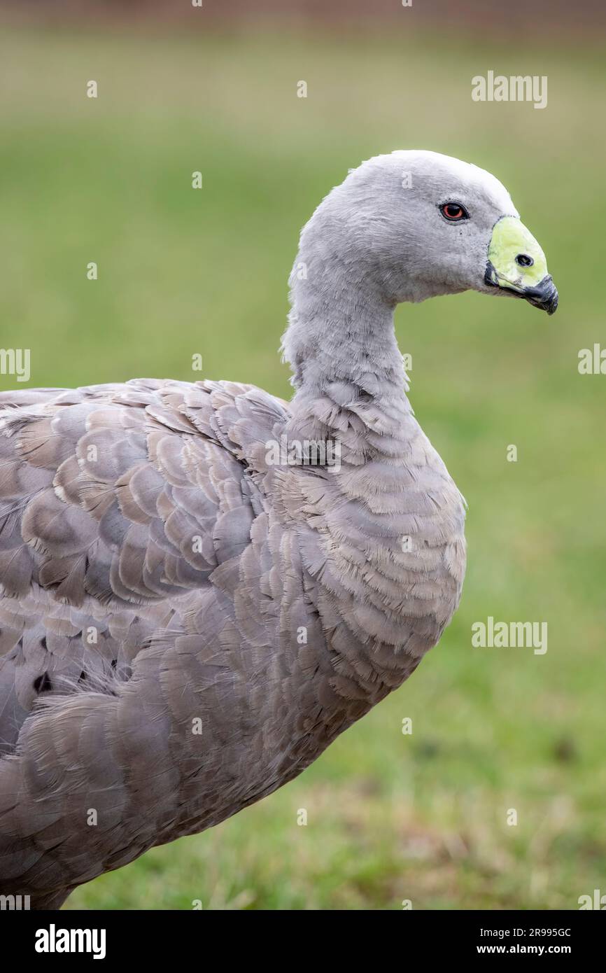 The Cape Barren goose (Cereopsis novaehollandiae) is a large goose ...