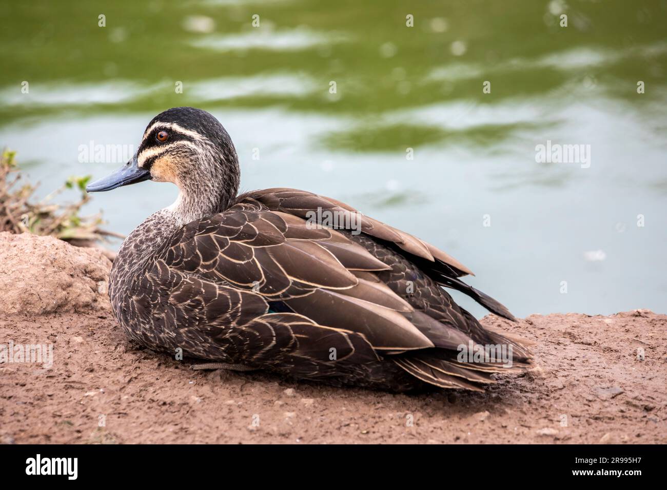 Queensland new zealand river hi-res stock photography and images - Alamy