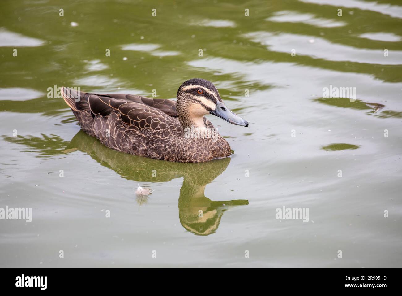 Australian and new zealand garden hi-res stock photography and images - Alamy