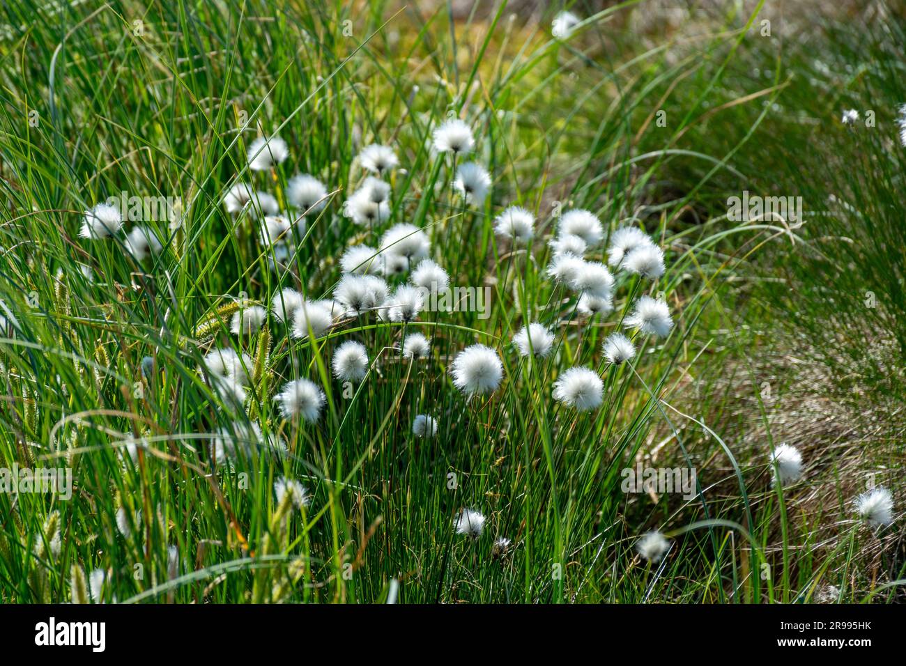white cotton grass flowers in a marsh meadow blowing in the wind, marsh ...