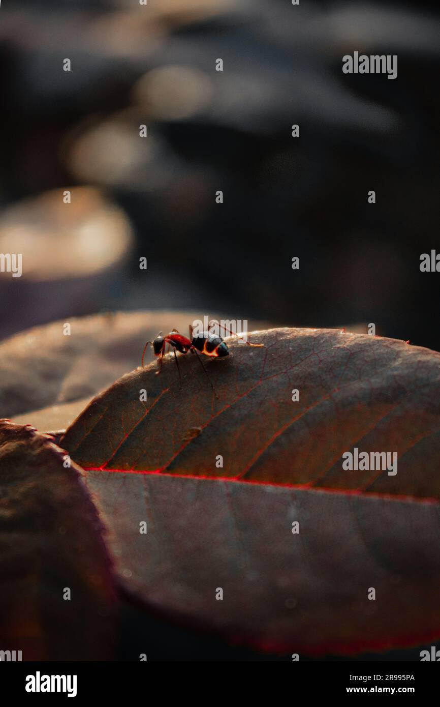 Ant zoom hi-res stock photography and images - Alamy