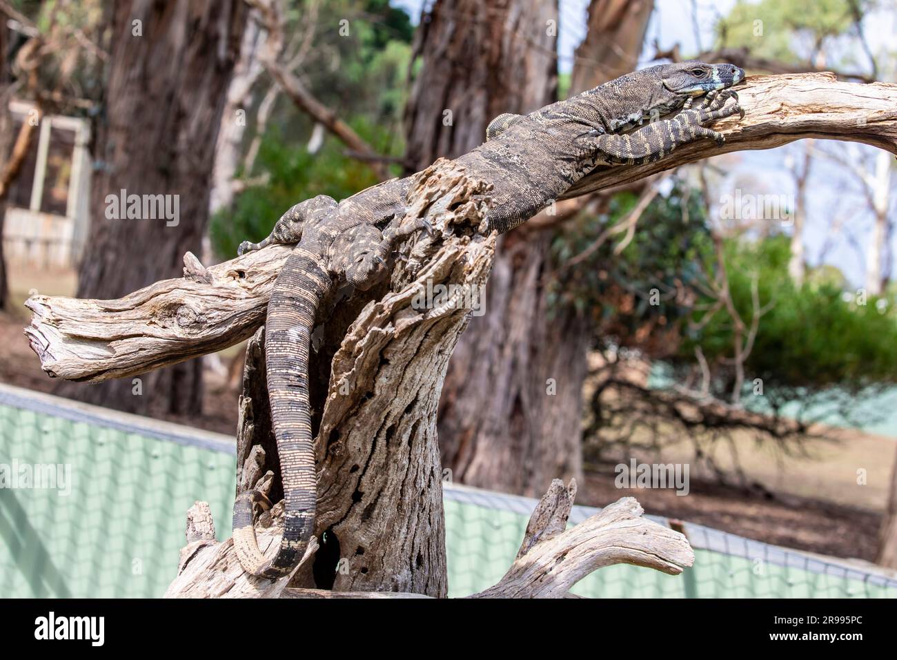 The lace monitor (Varanus varius) is a member of the monitor lizard ...
