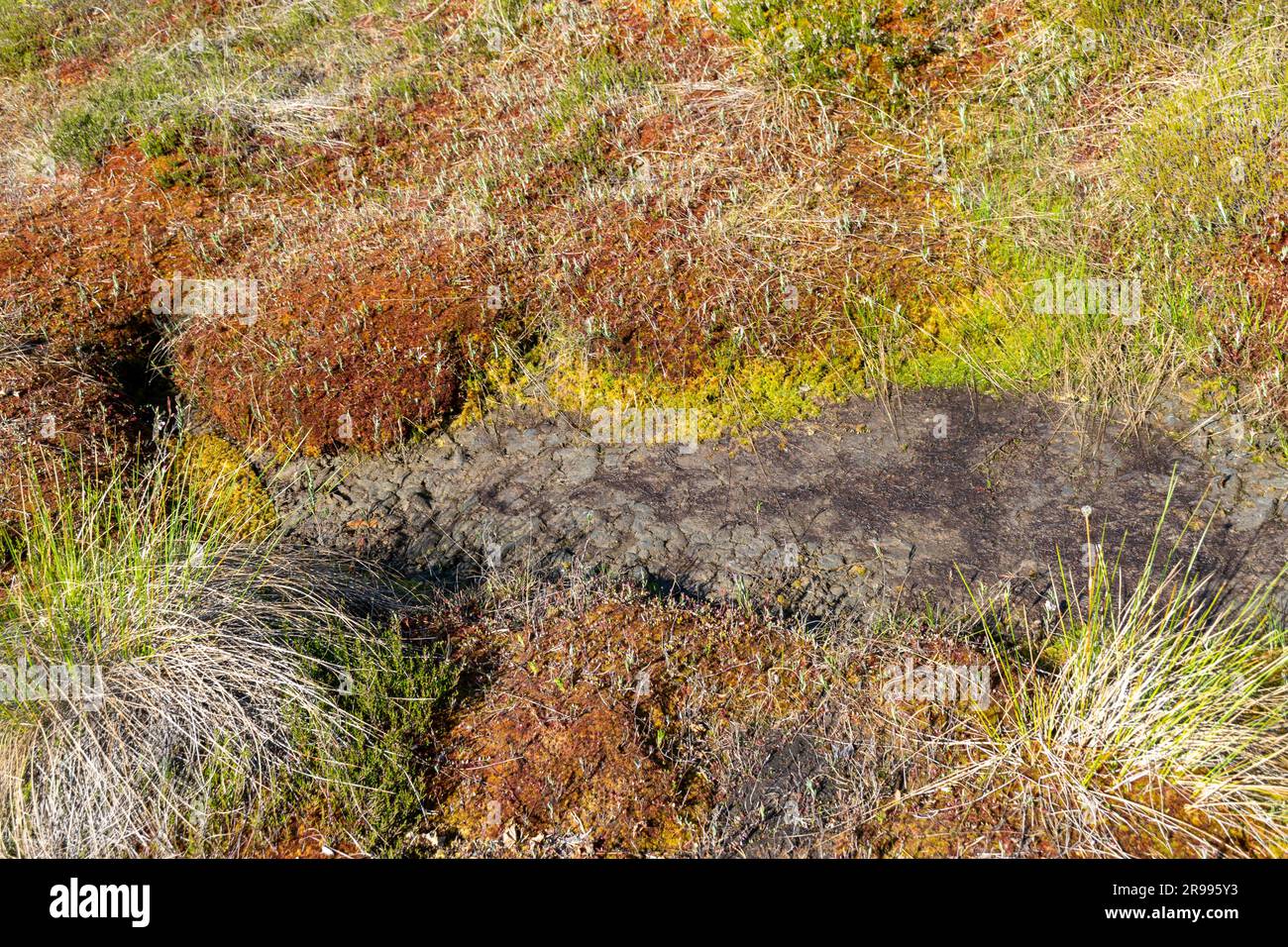 Bog grass and water pool, peat bog, peat bog during a period of great ...