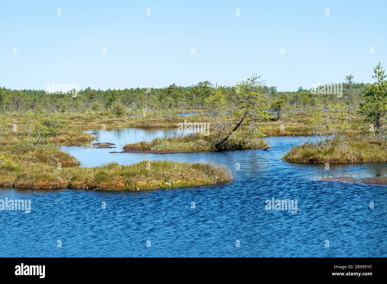 bog landscape, spring-colored bog vegetation, small bog lakes, islands ...