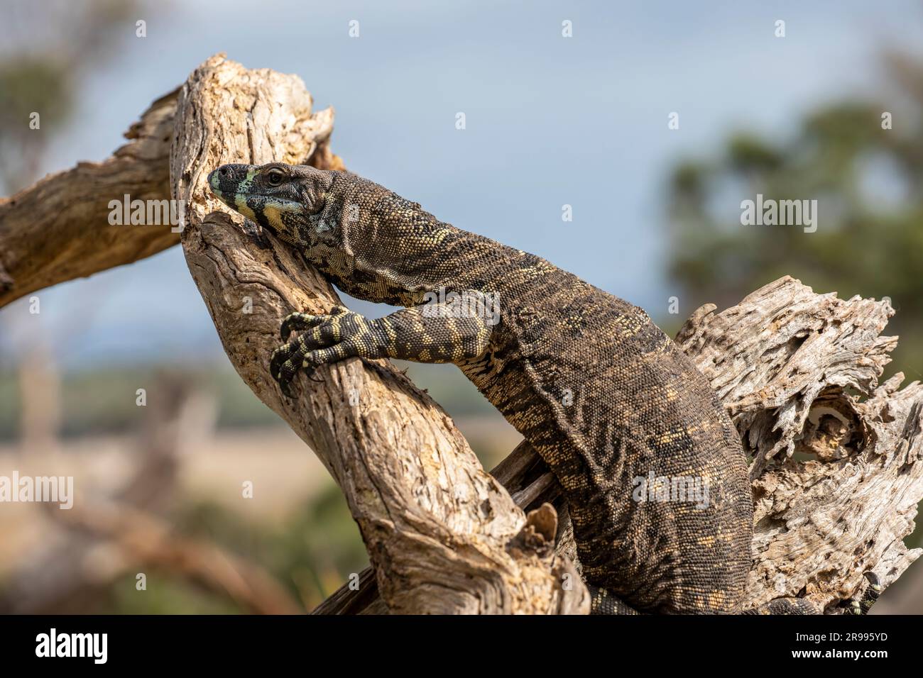 The lace monitor (Varanus varius) is a member of the monitor lizard ...
