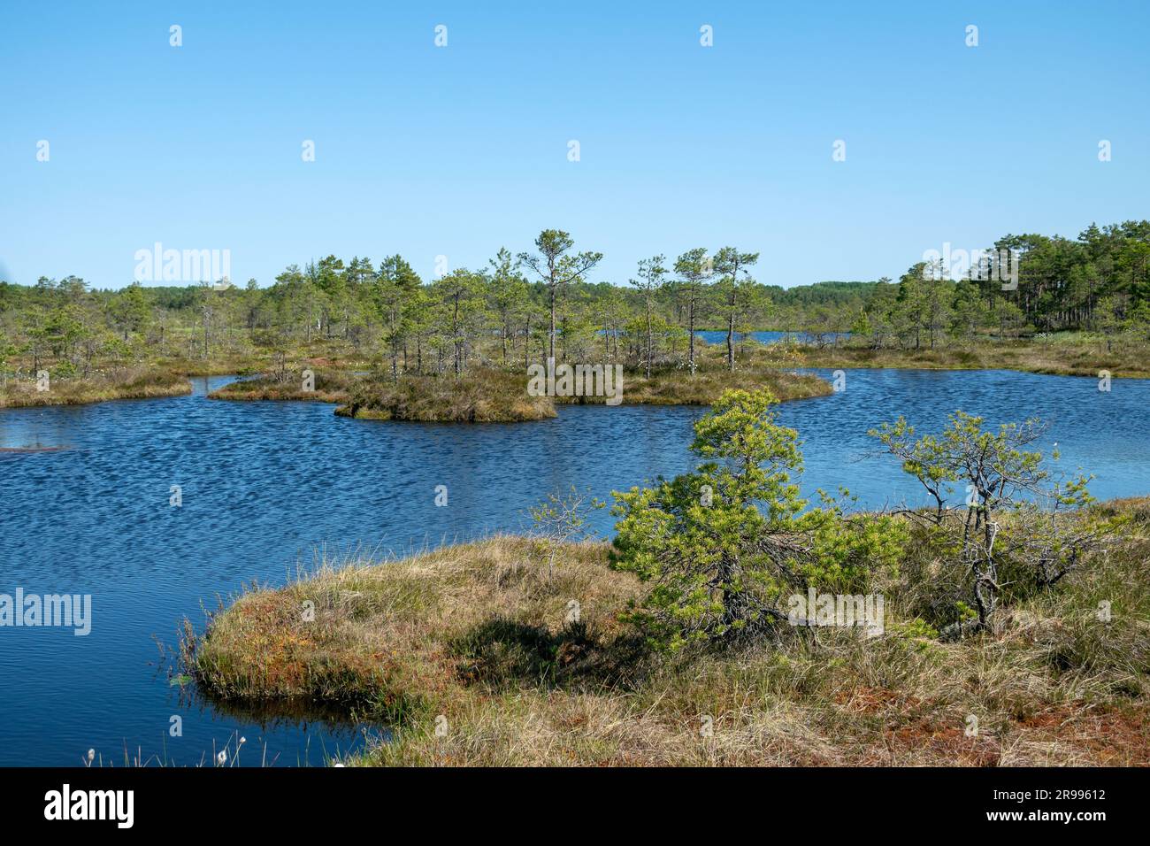 bog landscape, spring-colored bog vegetation, small bog lakes, islands ...