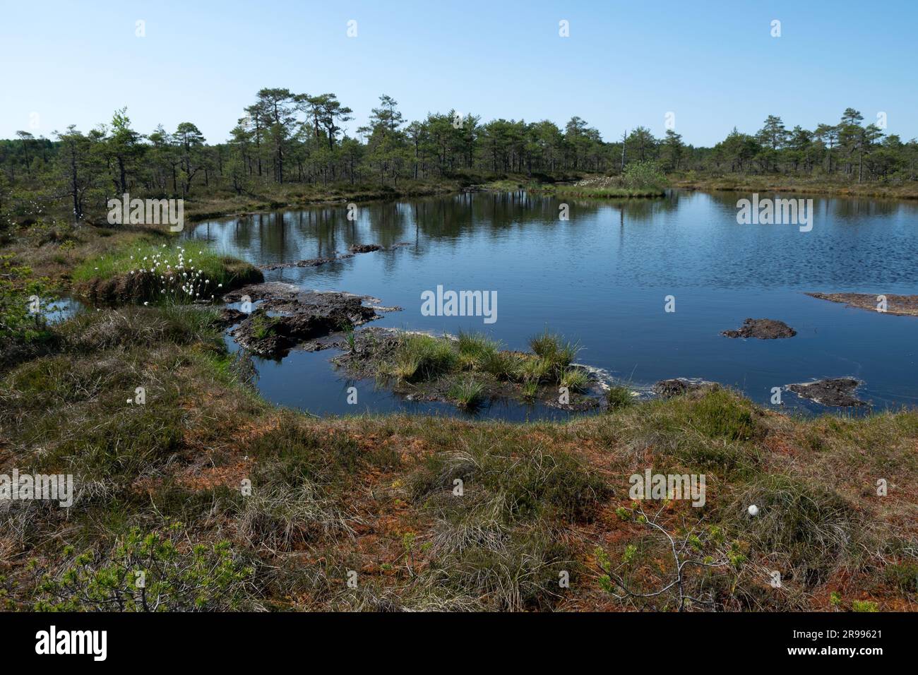 bog landscape, spring-colored bog vegetation, small bog lakes, islands ...