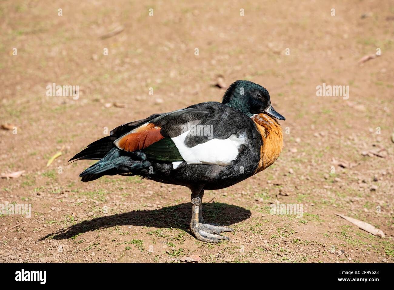 The Australian shelduck (Tadorna tadornoides) is a shelduck, a group of ...