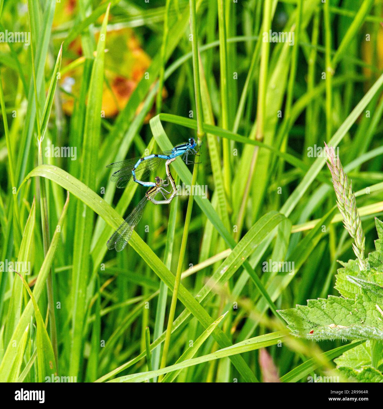 Clatto park dundee hi-res stock photography and images - Alamy