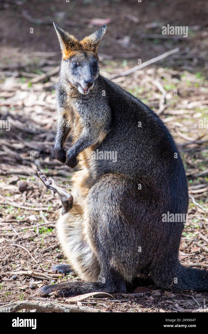 The female swamp wallaby (Wallabia bicolor) with baby. A small macropod ...