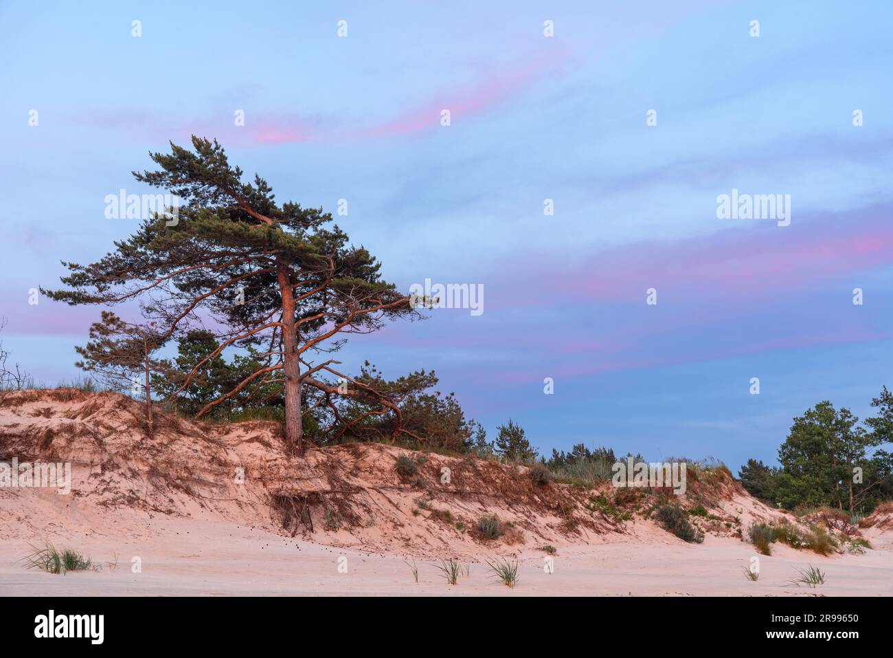 Pine tree growing on beach hi-res stock photography and images - Alamy