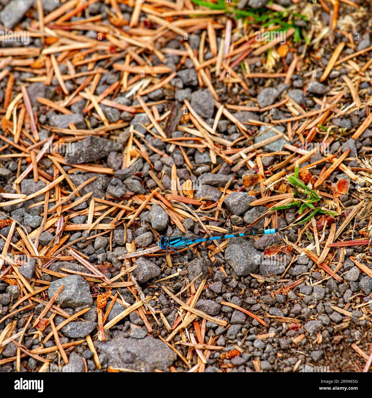 Clatto park dundee hi-res stock photography and images - Alamy