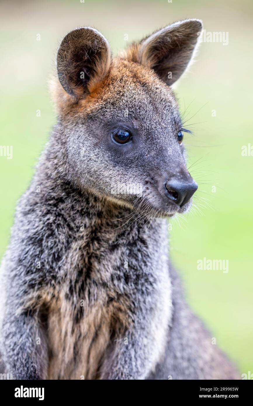 The swamp wallaby (Wallabia bicolor) is a small macropod marsupial of ...